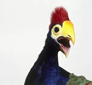 Rosss Turaco (Turacos, Birds, Animals) Collection