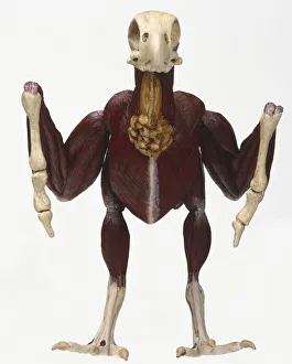 Eagle Muscle Anatomy Skeletal Muscle Structure, Types And Function