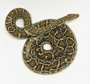 Burmese Python (Python, Snakes)