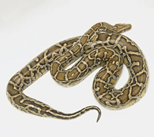 Burmese Python (Python, Snakes)