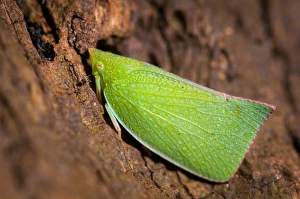Small Insects Larger Than Life Size (Insects)