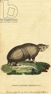 Brazilian Three-banded Armadillo (Chlamyphoridae, Mammals)