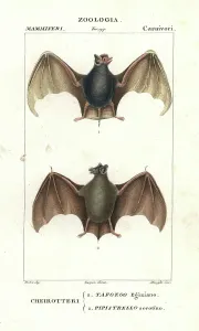 Egyptian Tomb Bat (Emballonuridae, Mammals)