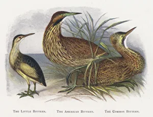 Little Bittern (Bitterns, Birds, Animals) Collection