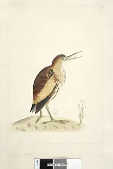 Little Bittern (Bitterns, Birds, Animals) Collection