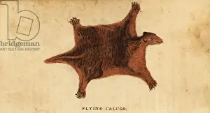 Philippine Flying Lemur (Cynocephalidae, Mammals)