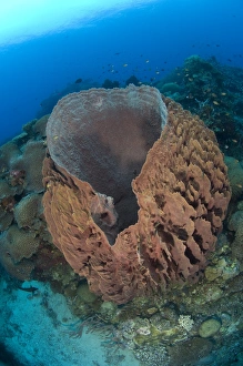 Barrel Sponge